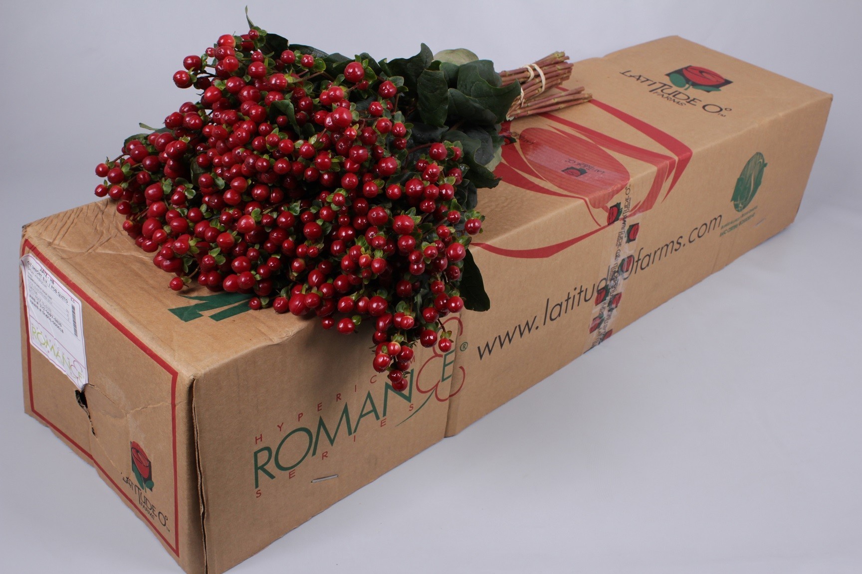 Hypericum Red Light Romance | Coloríginz